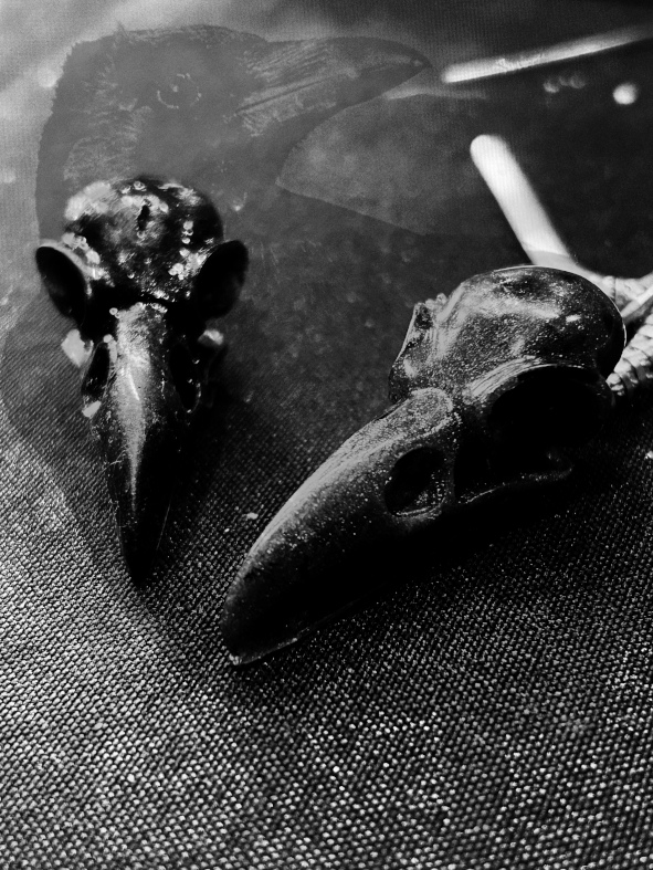 Raven Skull Figurine - IMGBAT